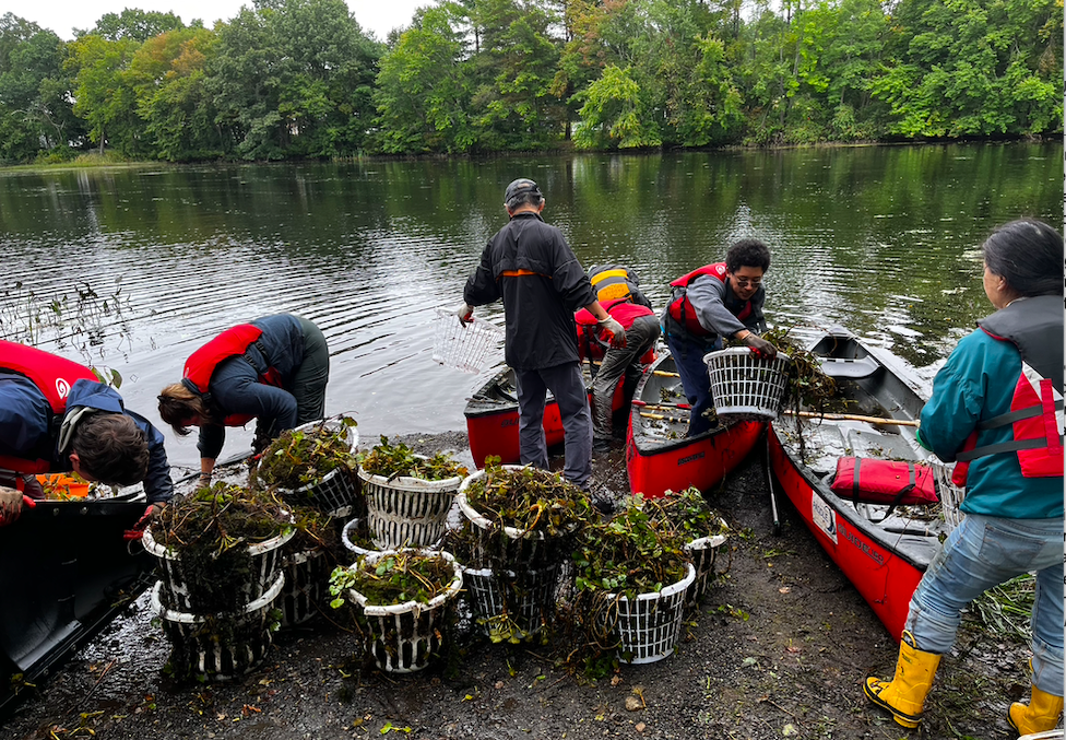 Volunteers remove massive pile of invasive water chestnut from Ice ...