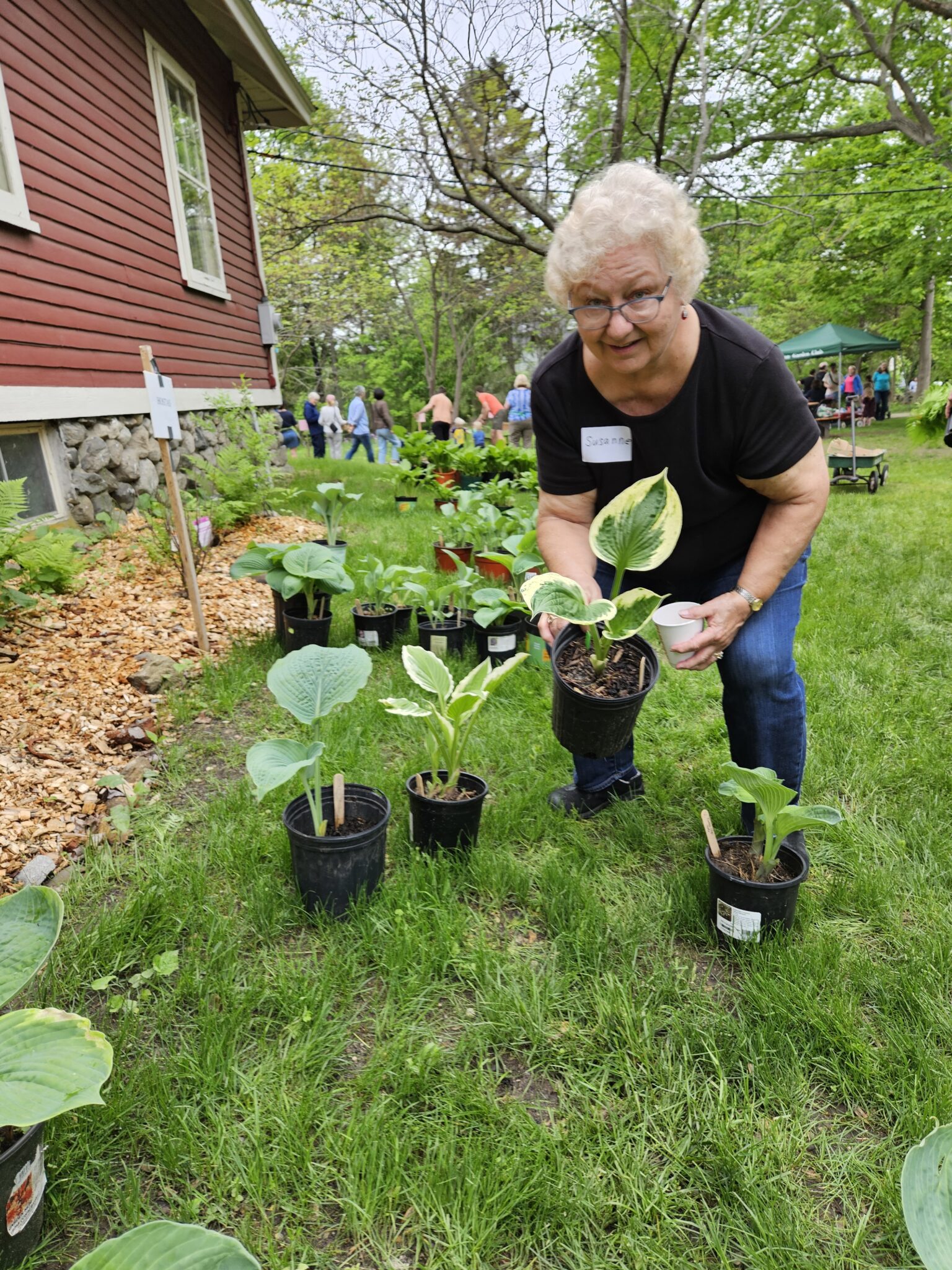 Acton Garden Club’s annual plant sale is beehive of activity – The ...